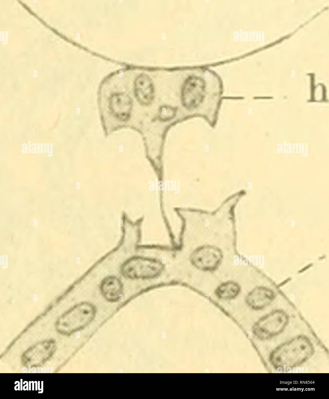 . Anatomischer Anzeiger. Anatomy, Comparative; Anatomy, Comparative ...