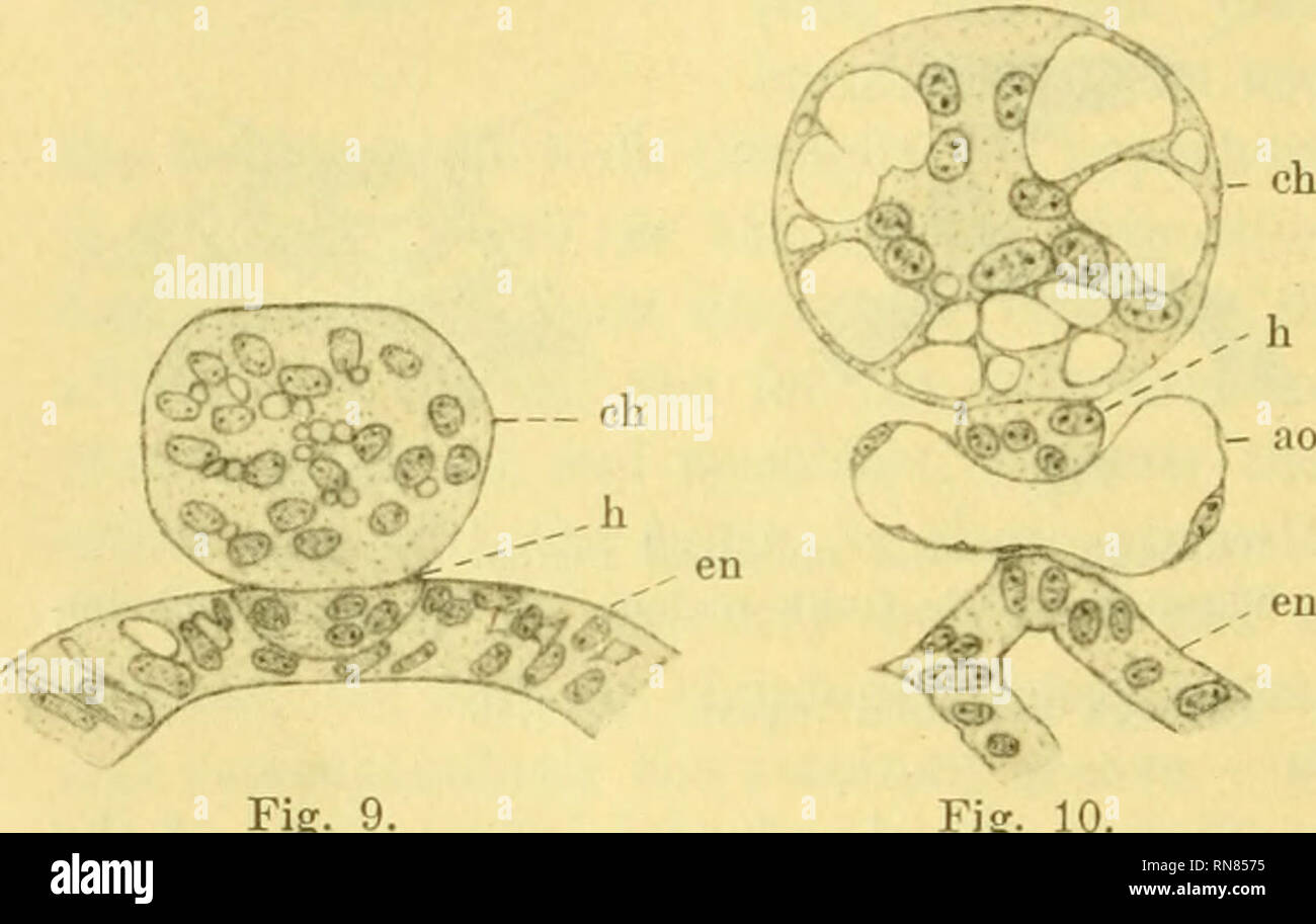 . Anatomischer Anzeiger. Anatomy, Comparative; Anatomy, Comparative ...