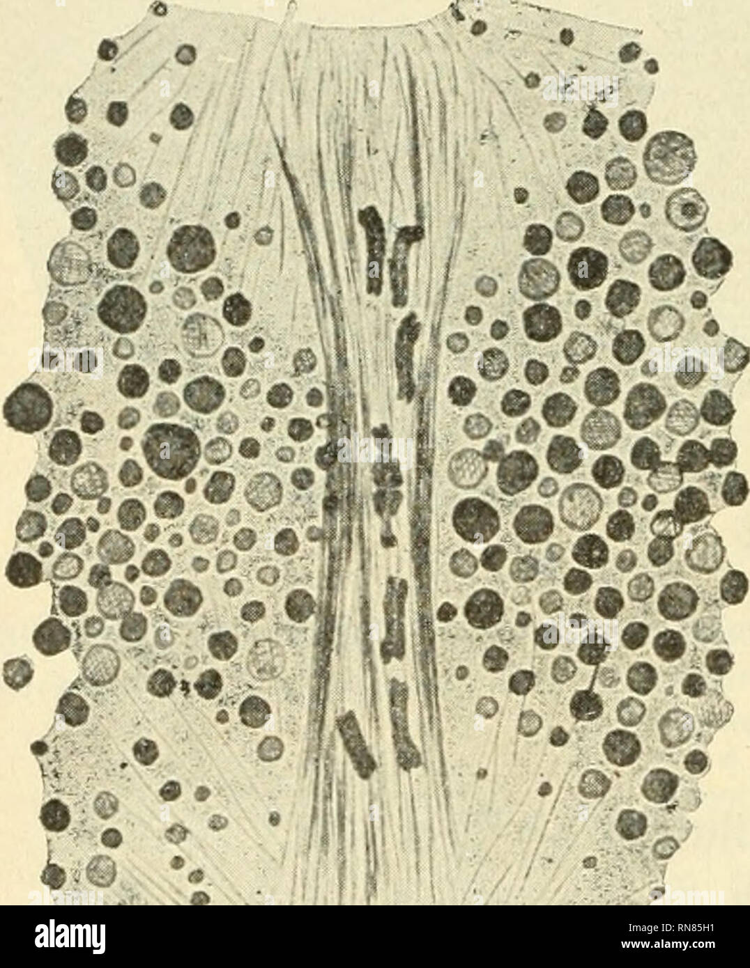 Tomopteris hi-res stock photography and images - Alamy