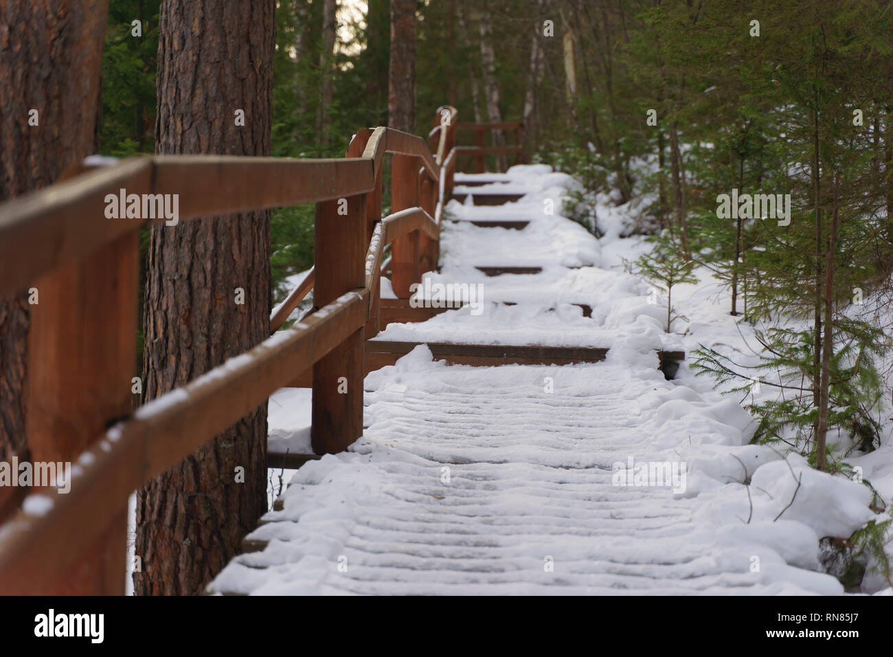 Snow-covered footpath with a wooden fence in the middle of a pine ...