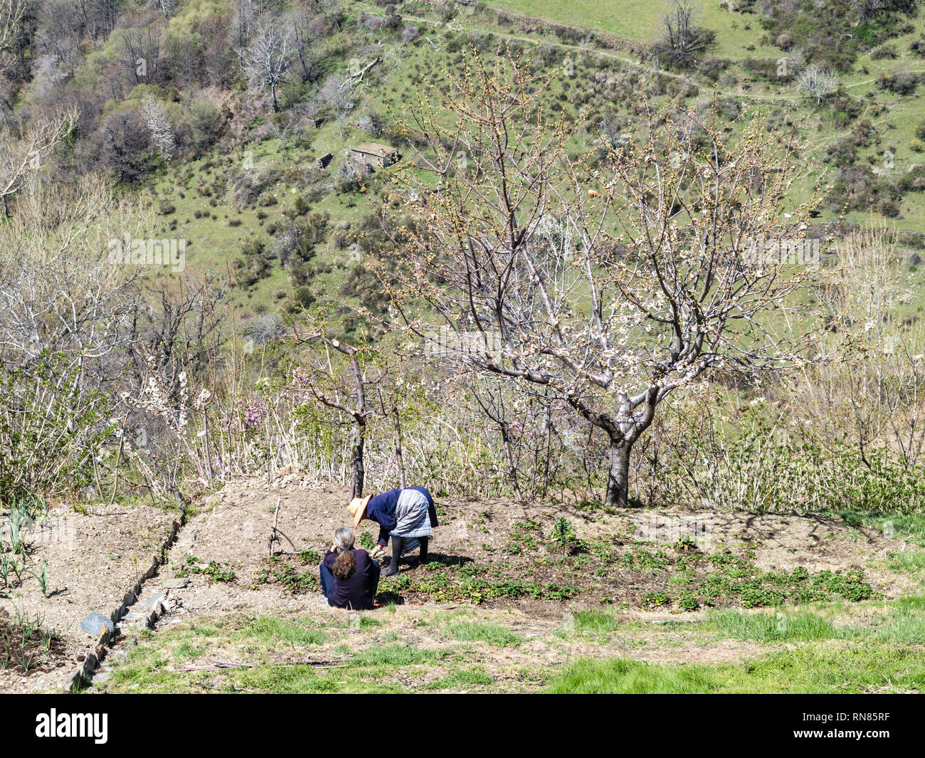 Subsistence farming hi-res stock photography and images - Alamy