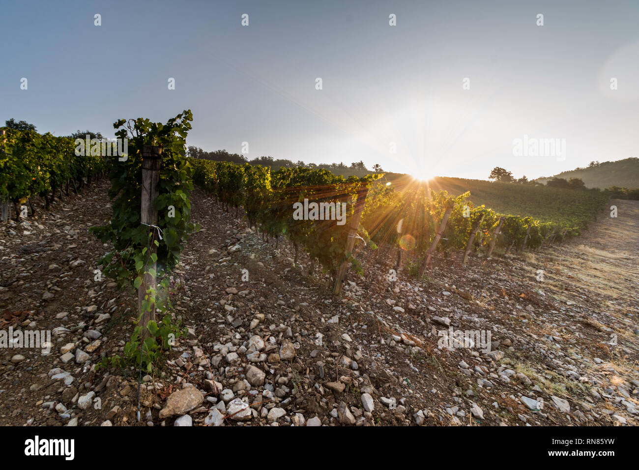 Beautiful scenery of a vine farm in Tuscany, grapevine in the evening ...