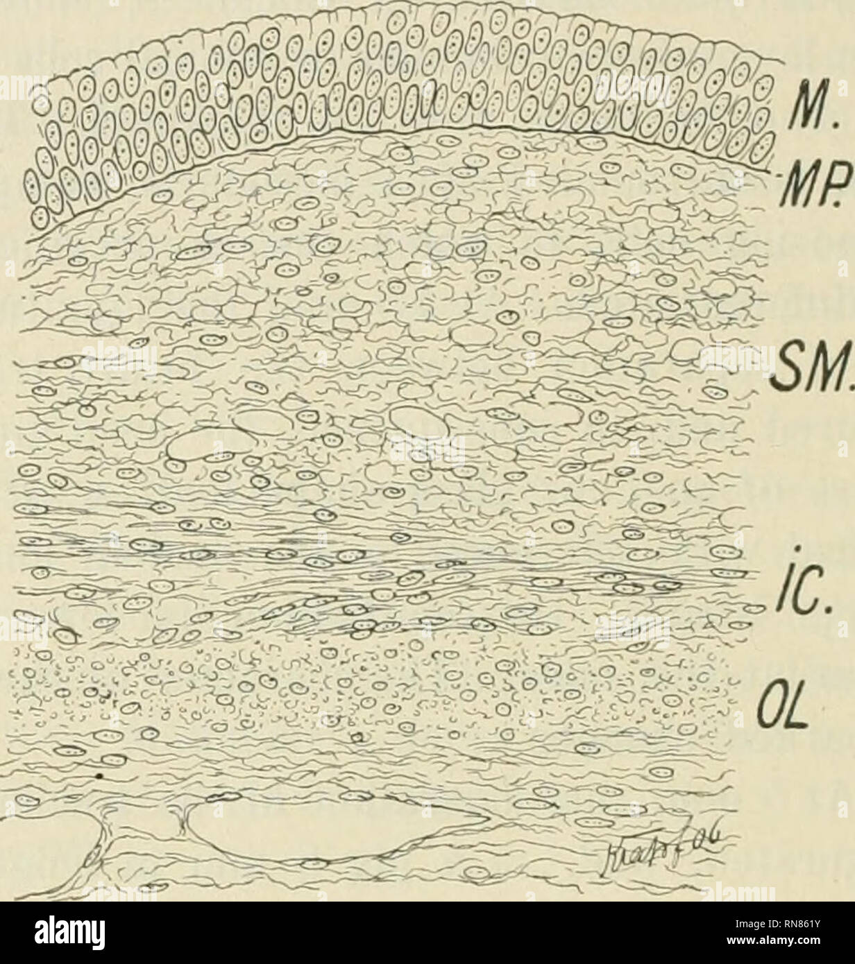 . Anatomischer Anzeiger. Anatomy, Comparative; Anatomy, Comparative ...