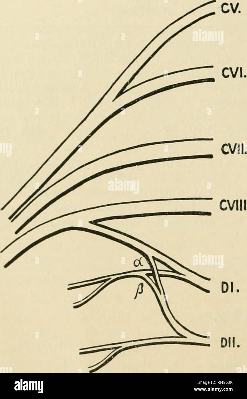 Intervertebral Foramen Nerve Clinical anatomy and significance of the ...