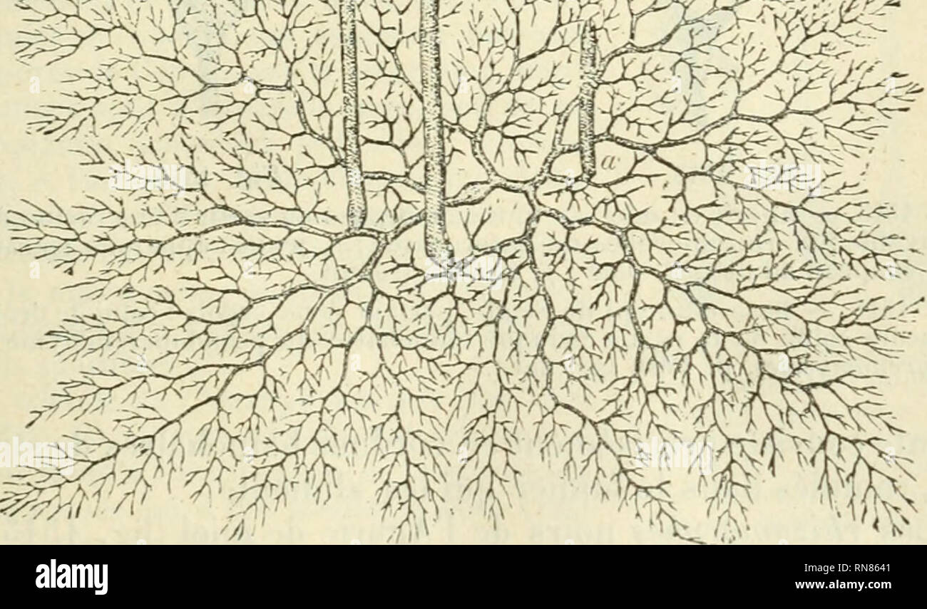 . Anatomie et physiologie végétales à l'usage des étudiants en sciences ...