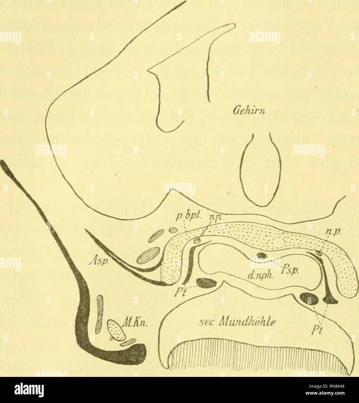 Periost hi-res stock photography and images - Alamy