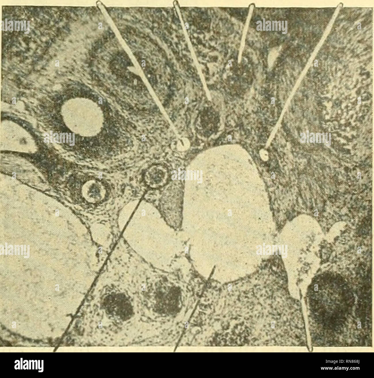 Symph High Resolution Stock Photography and Images - Alamy