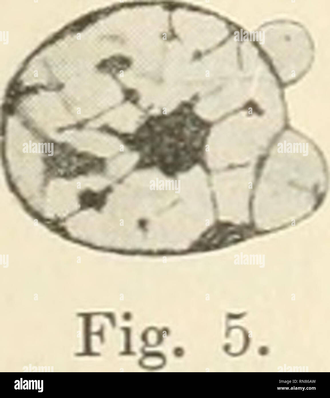 Kegel anatomy hi-res stock photography and images - Alamy