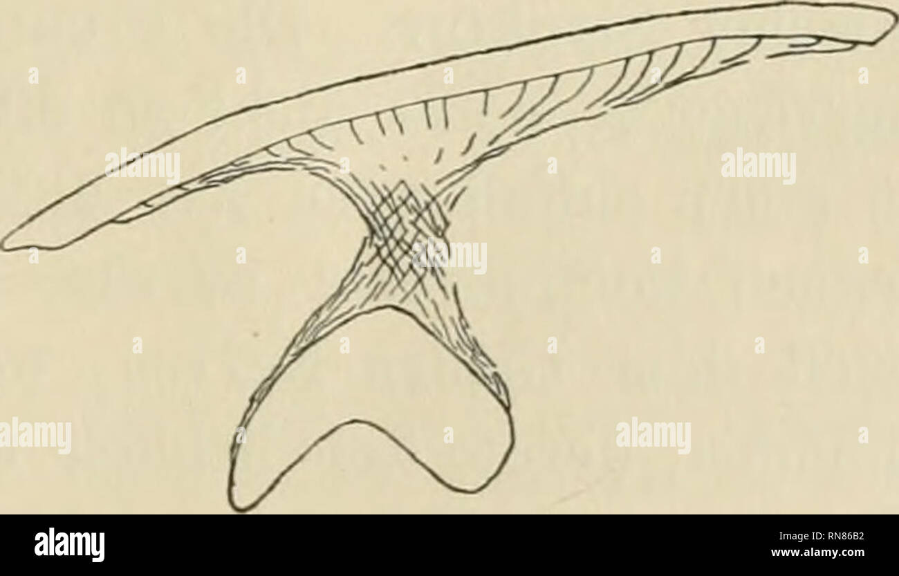 Squilla anatomy hi-res stock photography and images - Alamy