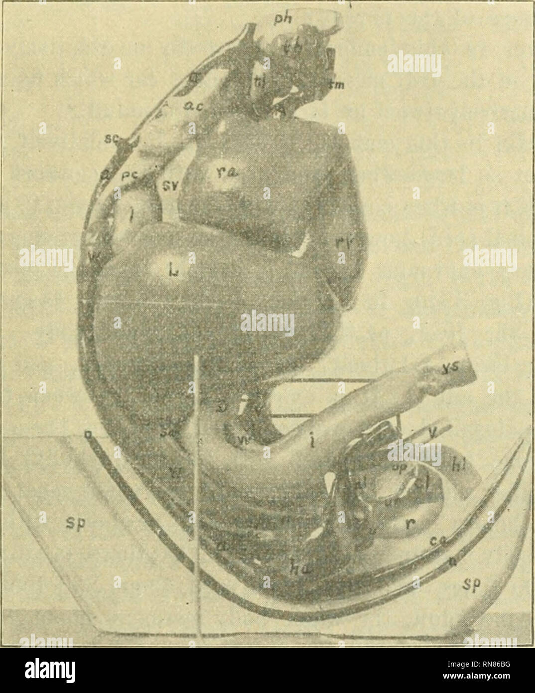 Human heart dissected hi-res stock photography and images - Alamy