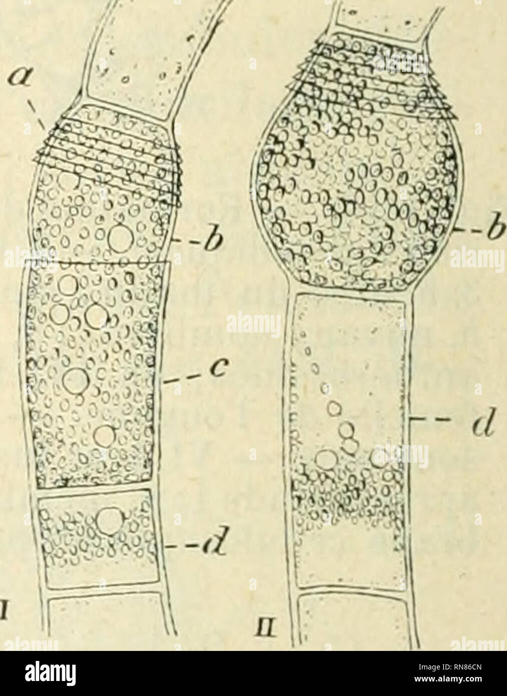 Plante de multiplication hi-res stock photography and images - Alamy
