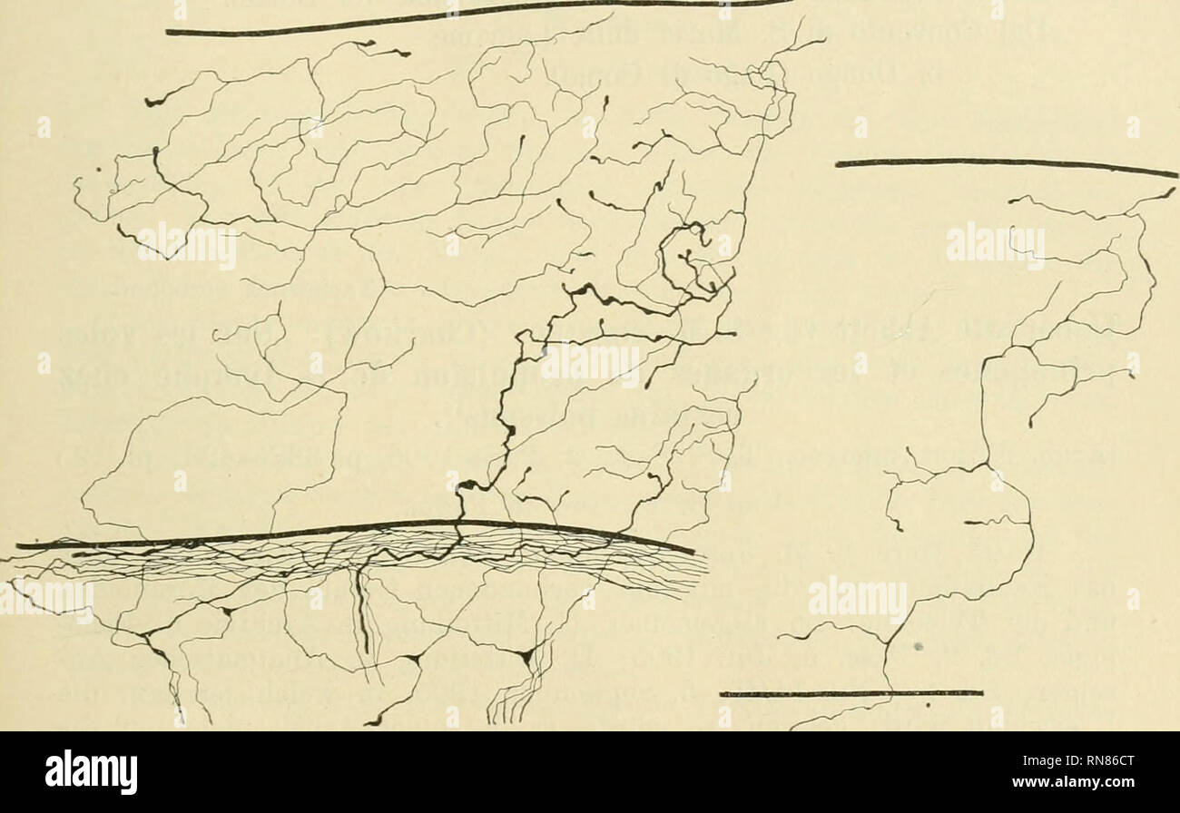 Lobo ii hi-res stock photography and images - Alamy