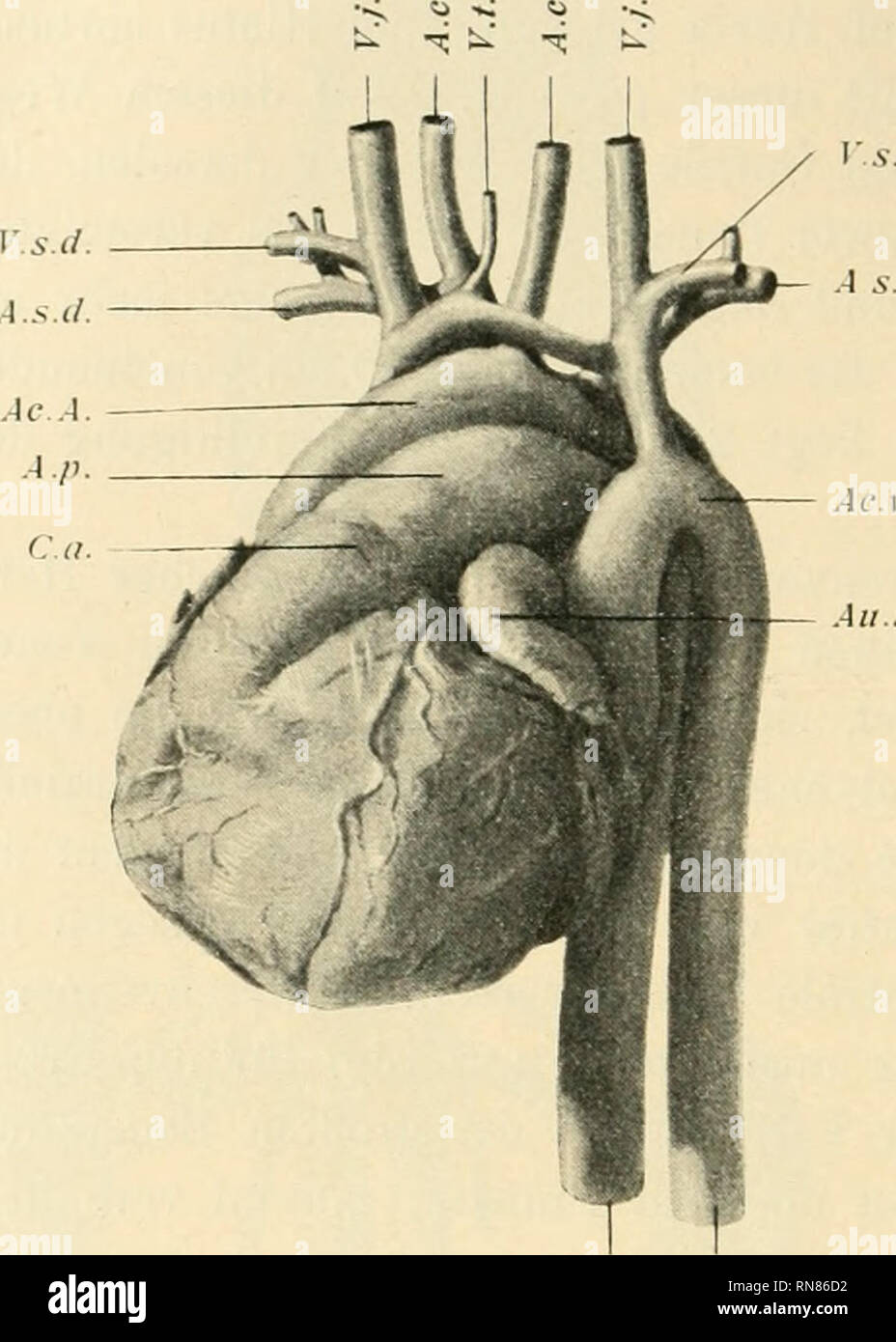 Arteria iliaca interna hi-res stock photography and images - Alamy
