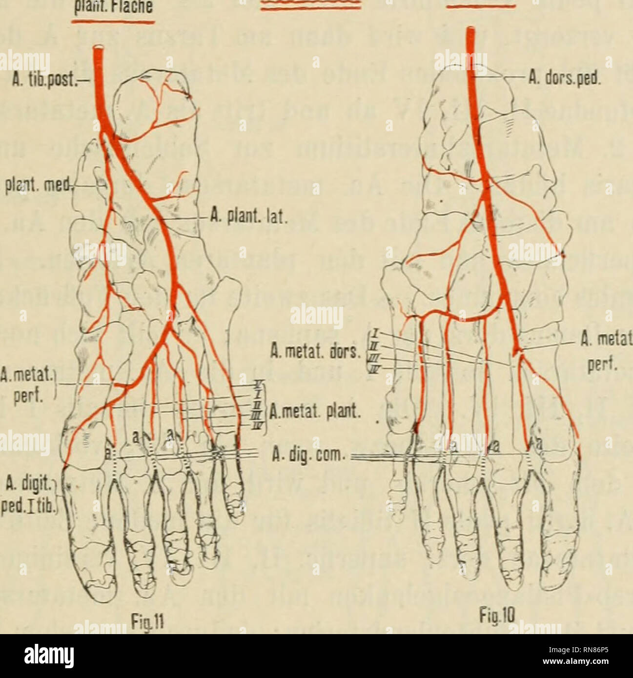 . Anatomischer Anzeiger. Anatomy, Comparative; Anatomy, Comparative ...