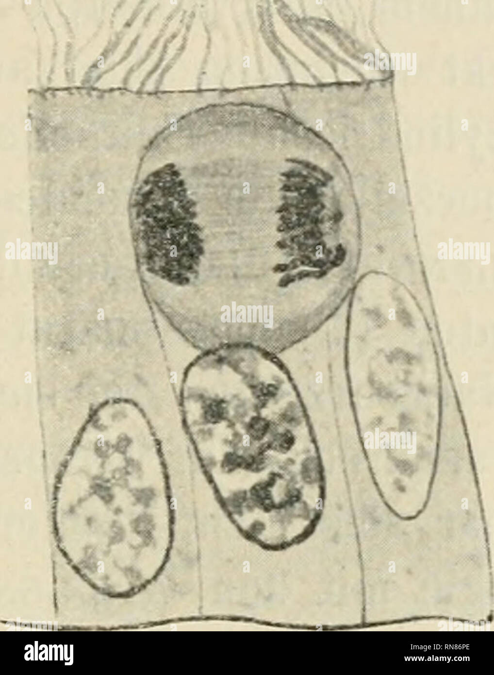 . Anatomischer Anzeiger. Anatomy, Comparative; Anatomy, Comparative ...