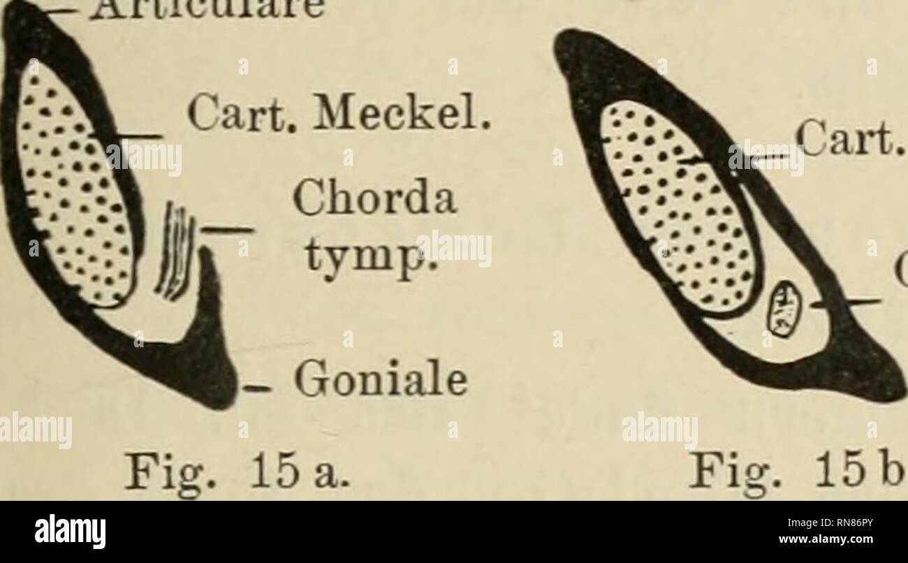 . Anatomischer Anzeiger. Anatomy, Comparative; Anatomy, Comparative ...