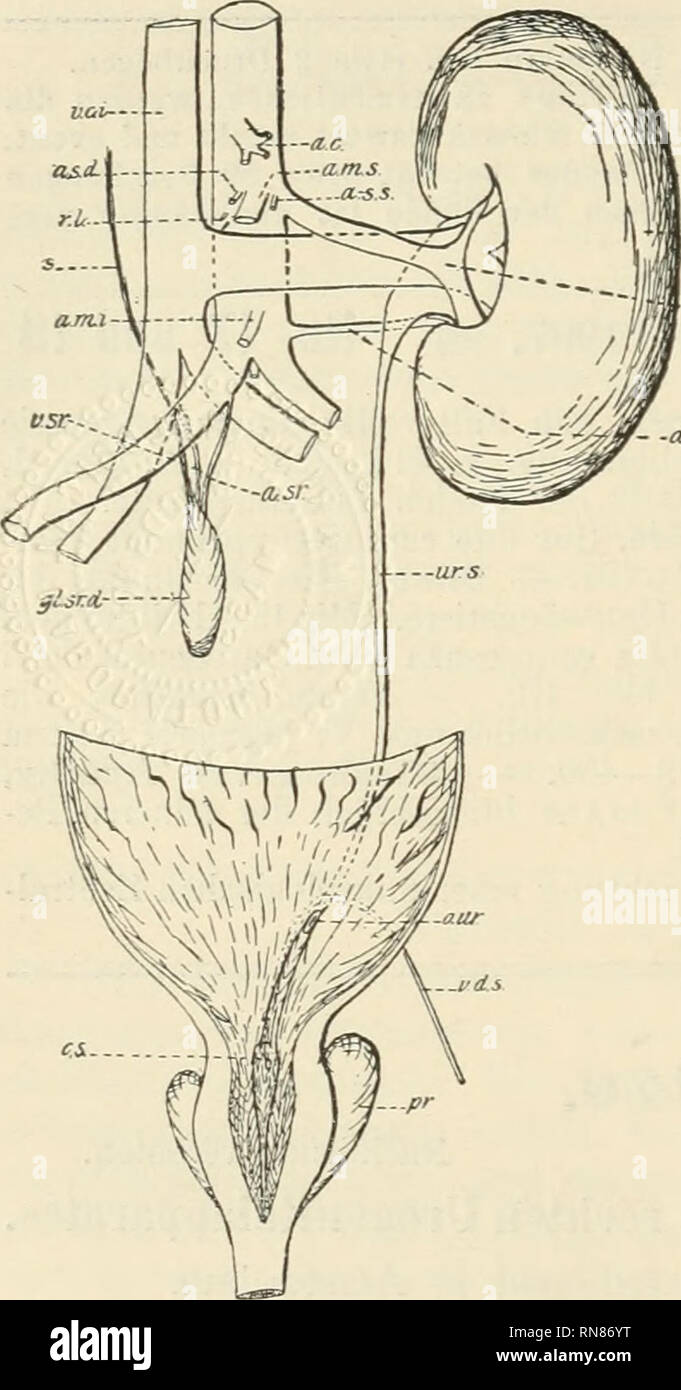 Testikels hi-res stock photography and images - Alamy