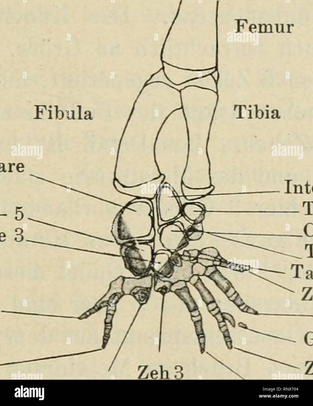 . Anatomischer Anzeiger. Anatomy, Comparative; Anatomy, Comparative ...