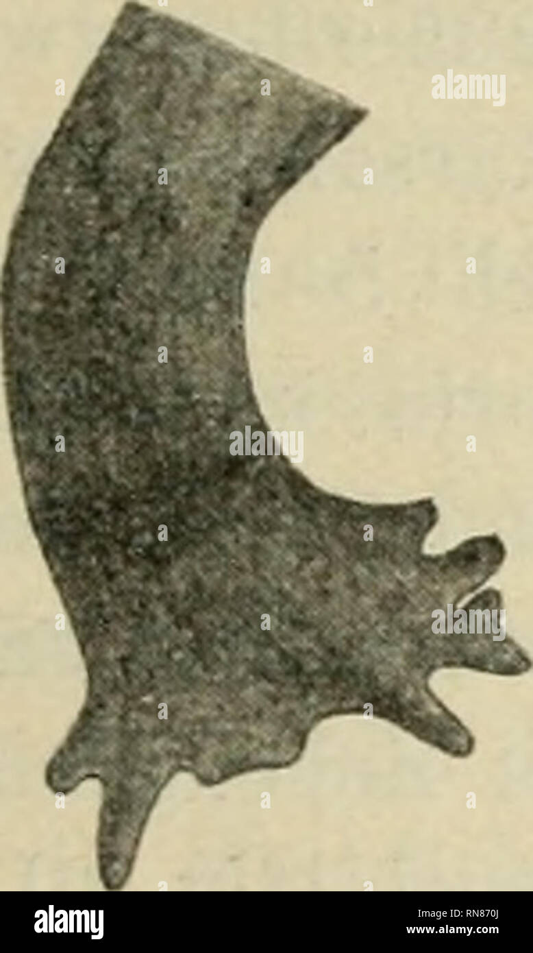 Tarsalknochen hi-res stock photography and images - Alamy