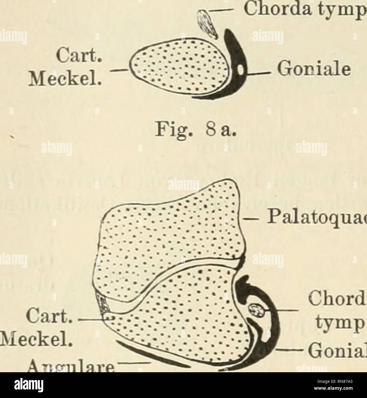 . Anatomischer Anzeiger. Anatomy, Comparative; Anatomy, Comparative ...