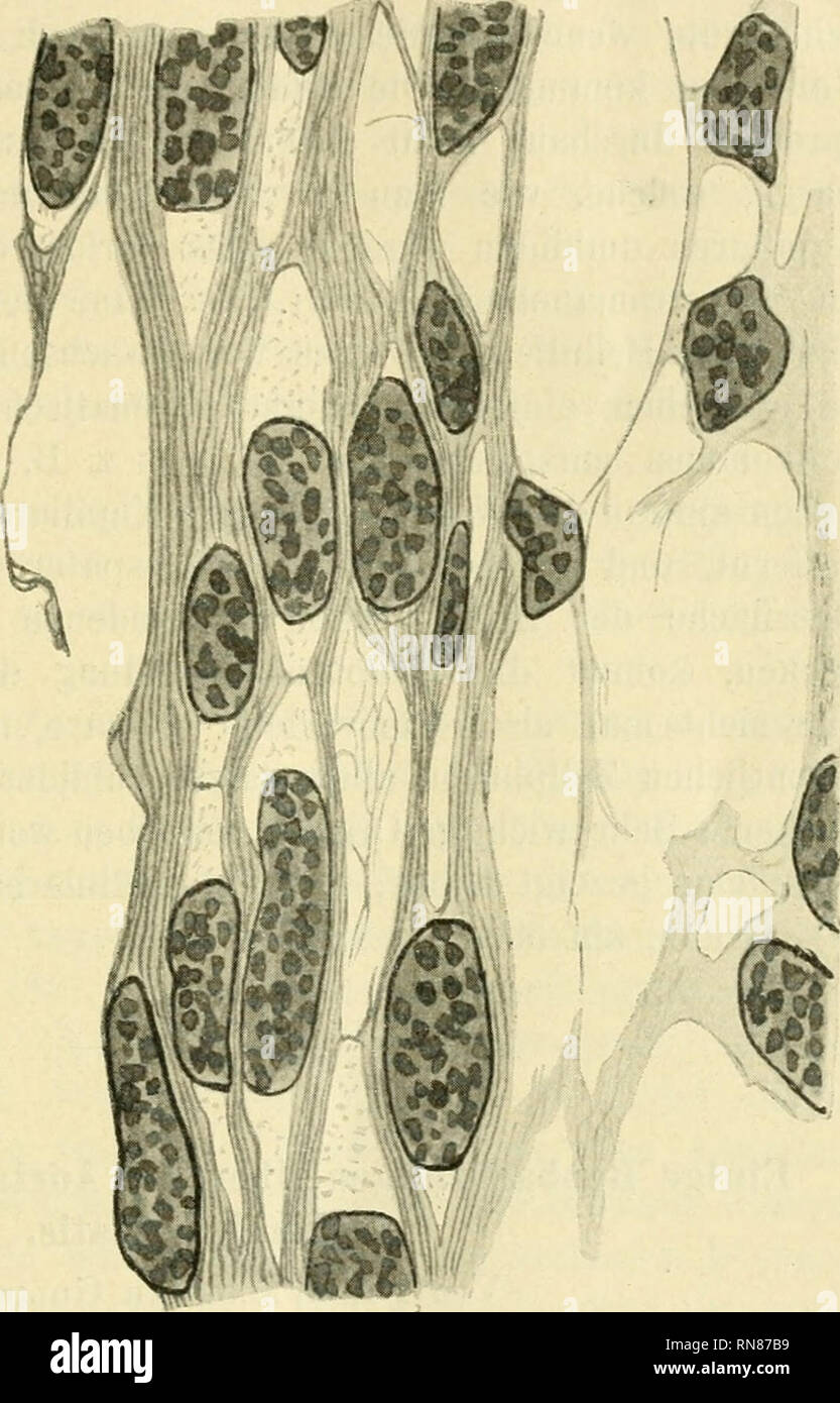 . Anatomischer Anzeiger. Anatomy, Comparative; Anatomy, Comparative. 61 ...