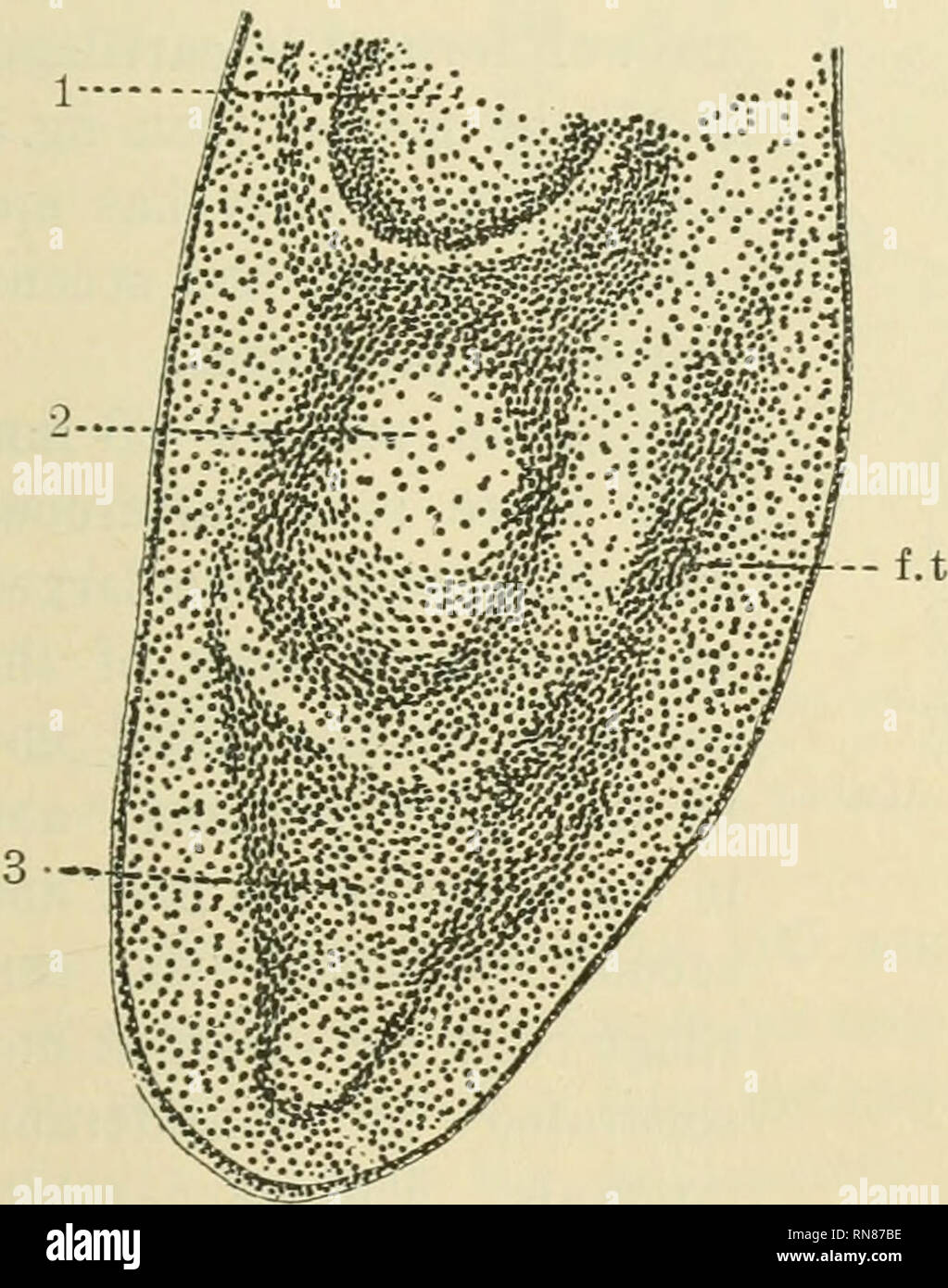 Cartilage perichondrium hi-res stock photography and images - Alamy