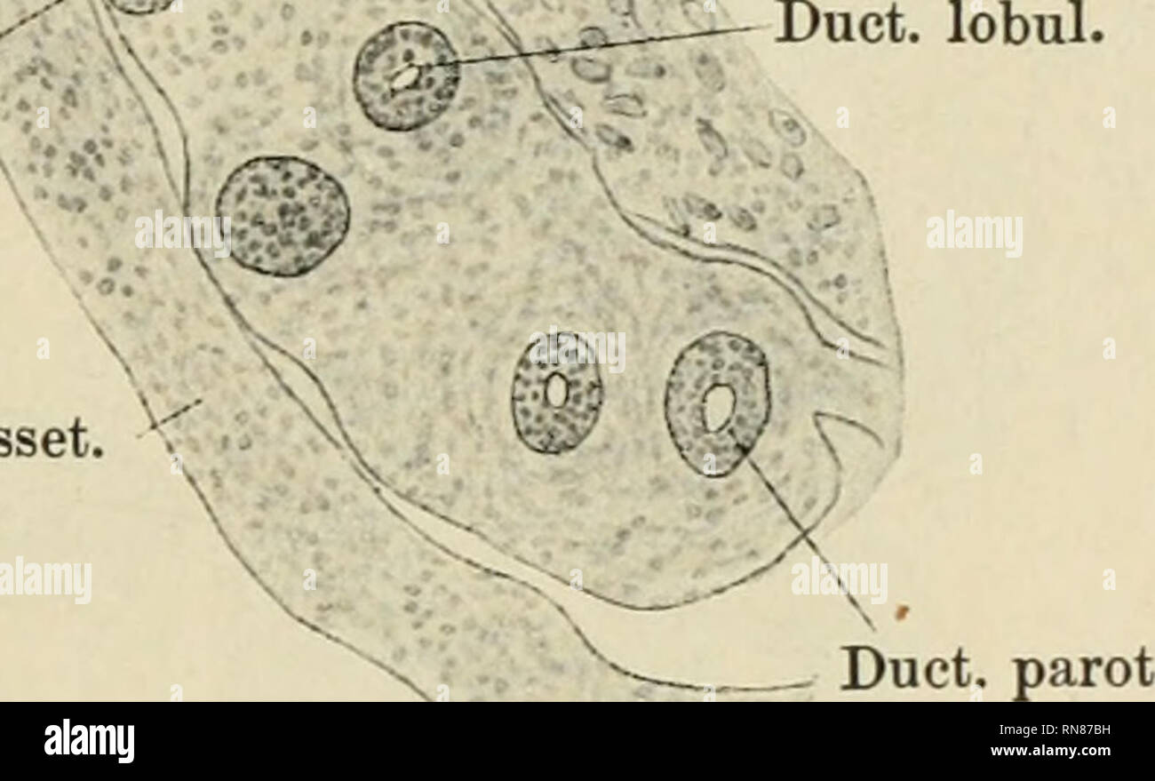 Couche basale hi-res stock photography and images - Alamy