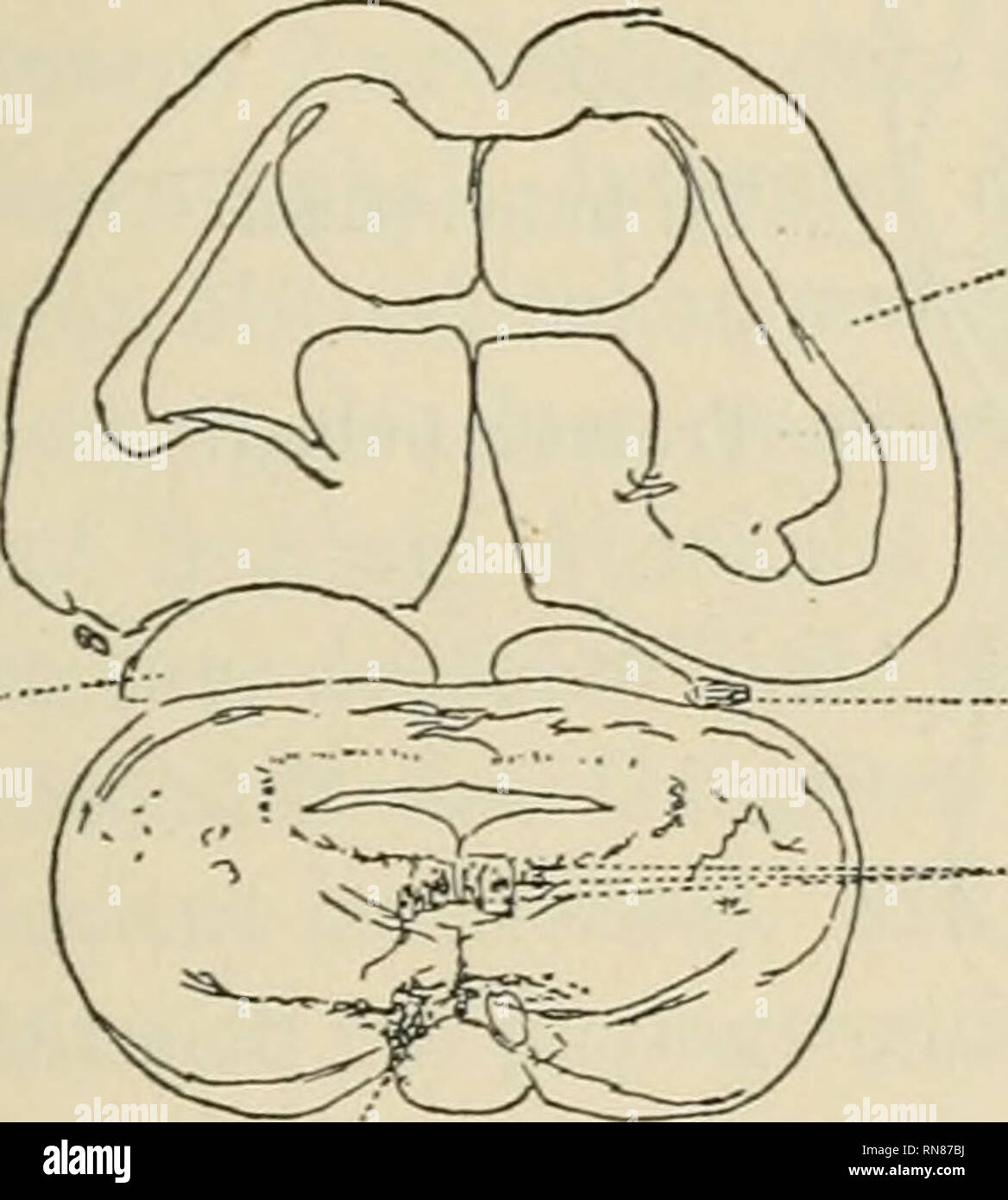 E radix hi-res stock photography and images - Alamy