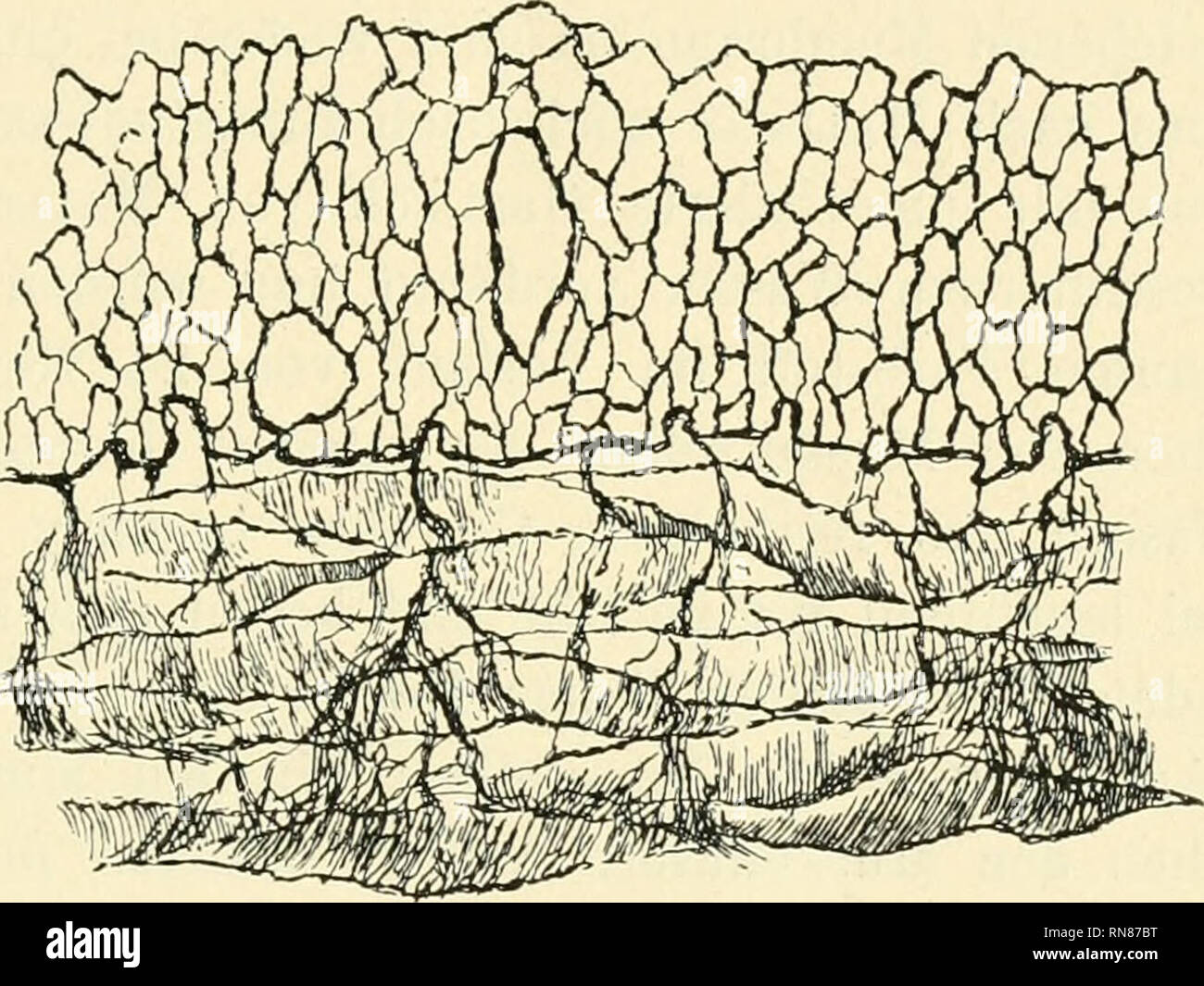 Bielschowsky hi-res stock photography and images - Alamy