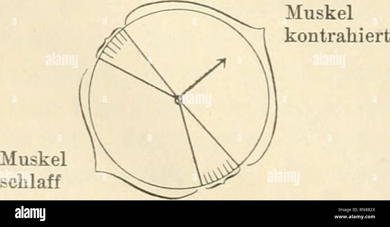 Diagramm der muskeln hi-res stock photography and images - Alamy