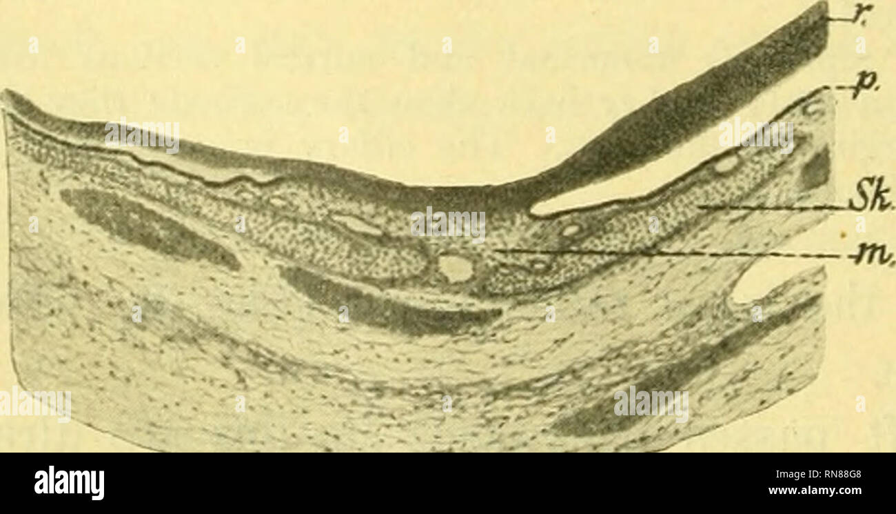 Oct Retinal Layers Labeled