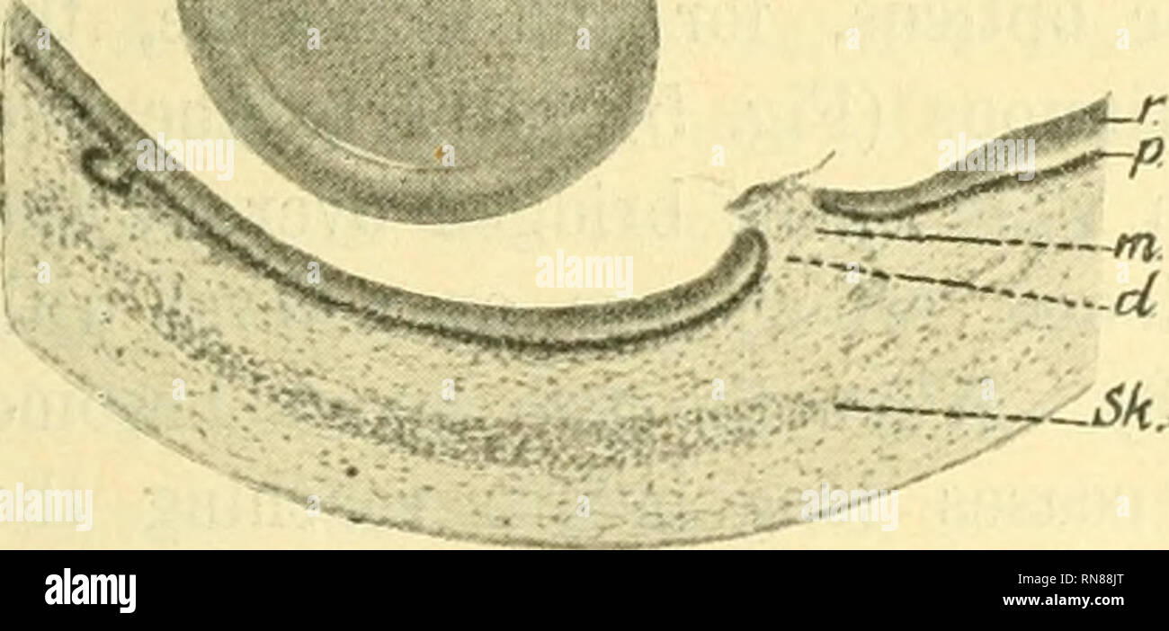 Mesodermal cells hi-res stock photography and images - Alamy