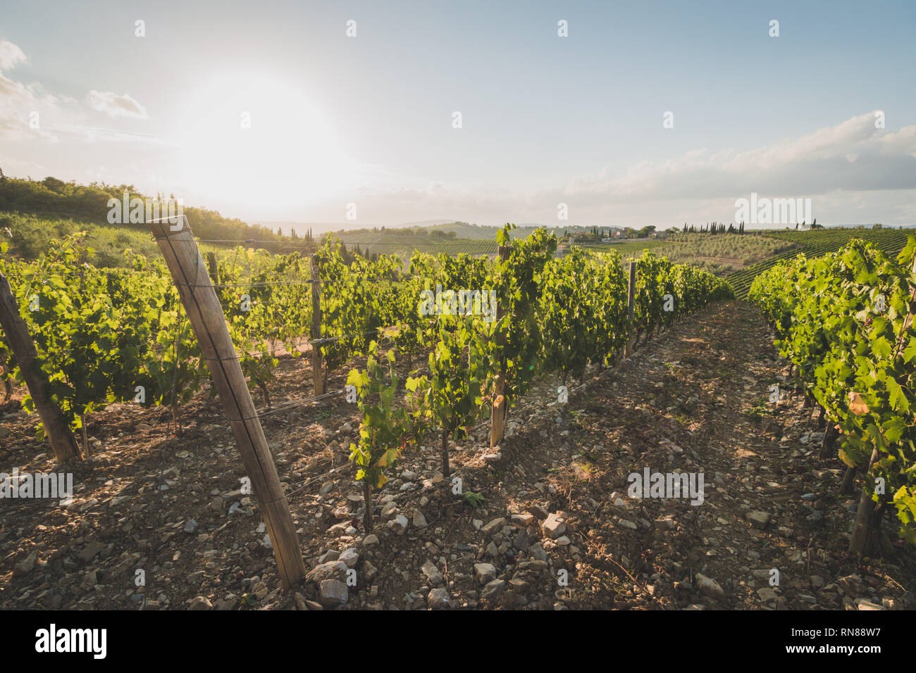 Beautiful scenery of a vine farm in Tuscany, grapevine in the evening ...