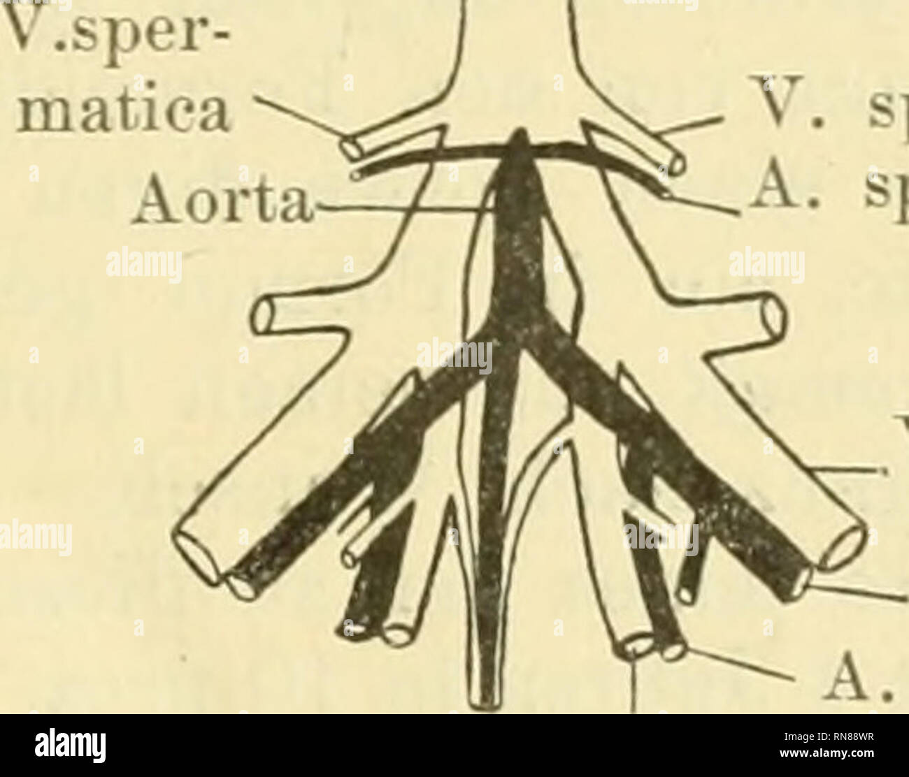 . Anatomischer Anzeiger. Anatomy, Comparative; Anatomy, Comparative. V ...