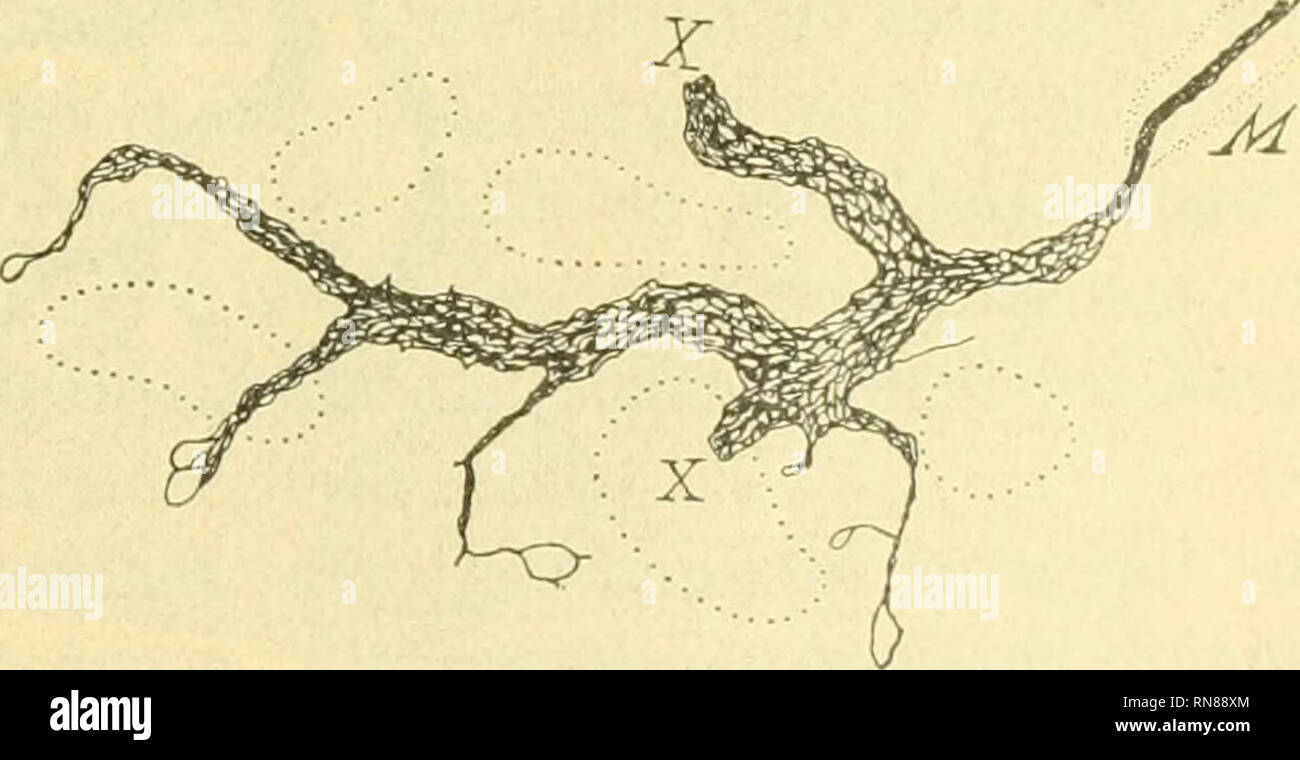 Nervenbahn hi-res stock photography and images - Alamy