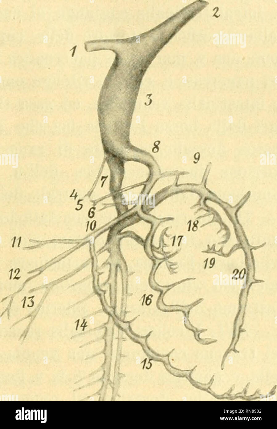 A lienalis hi-res stock photography and images - Alamy