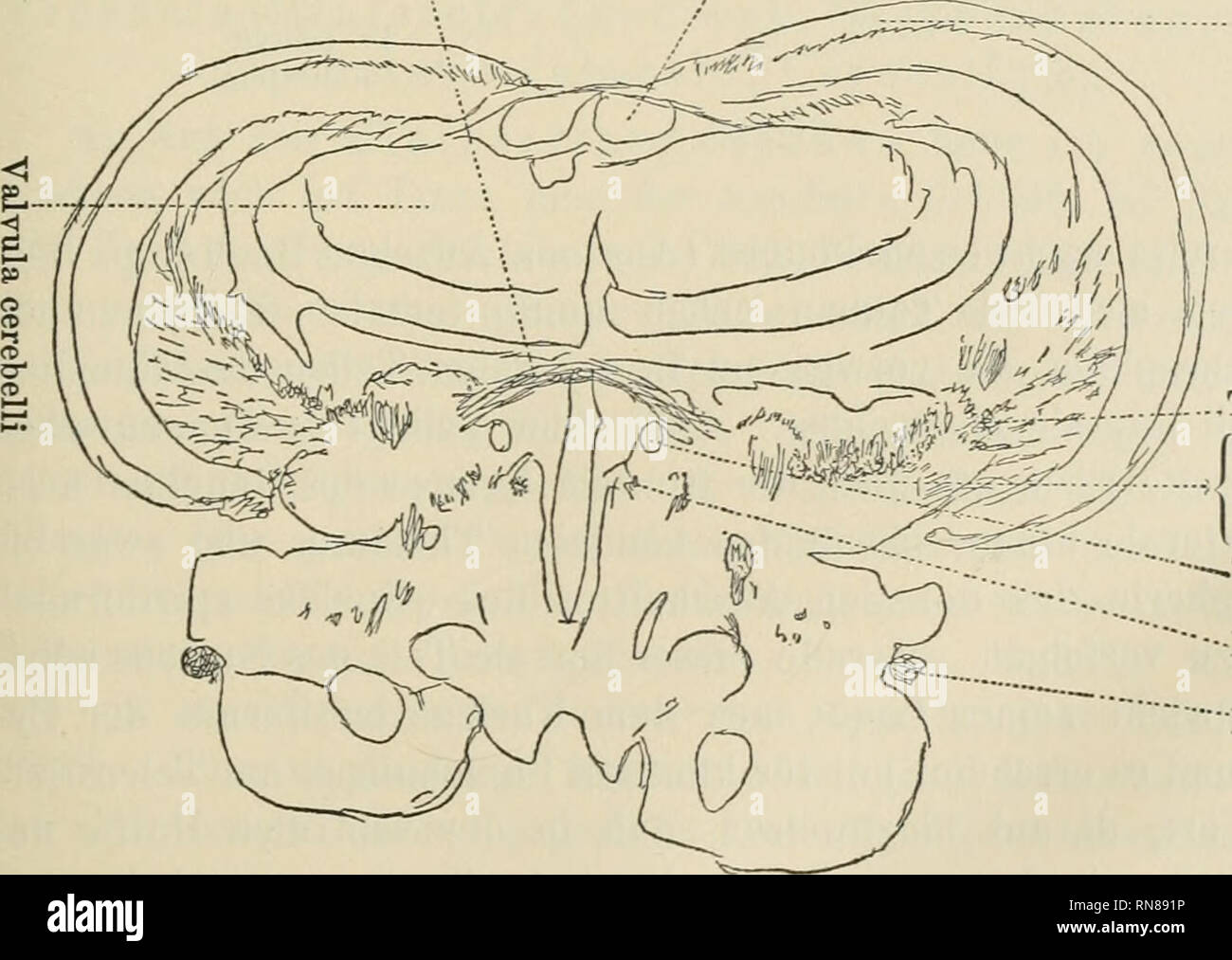 . Anatomischer Anzeiger. Anatomy, Comparative; Anatomy, Comparative ...