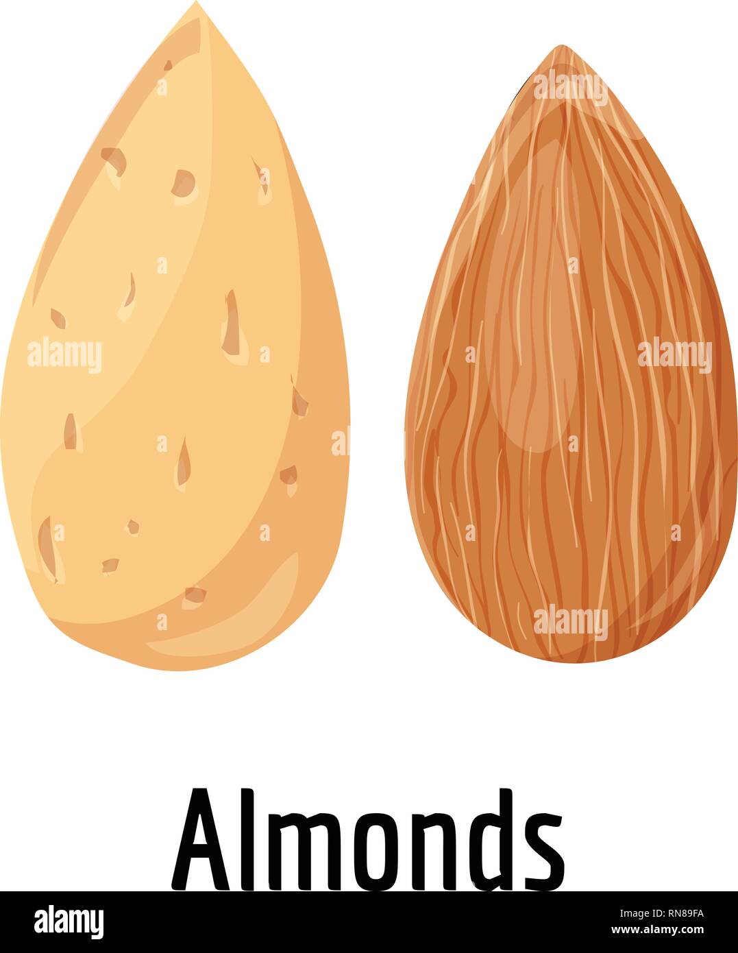 Almonds icon. Cartoon of almonds vector icon for web design isolated on ...