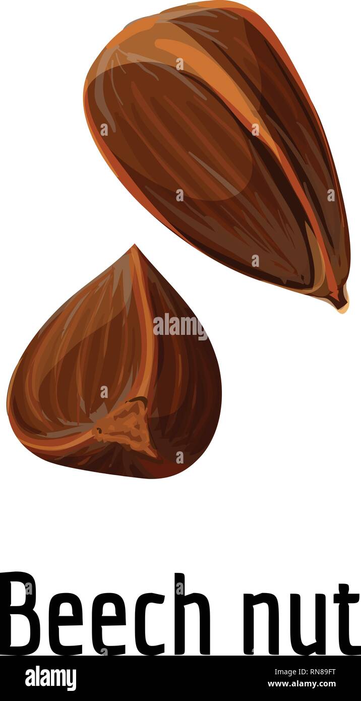 Beech nut icon. Cartoon of beech nut vector icon for web design ...