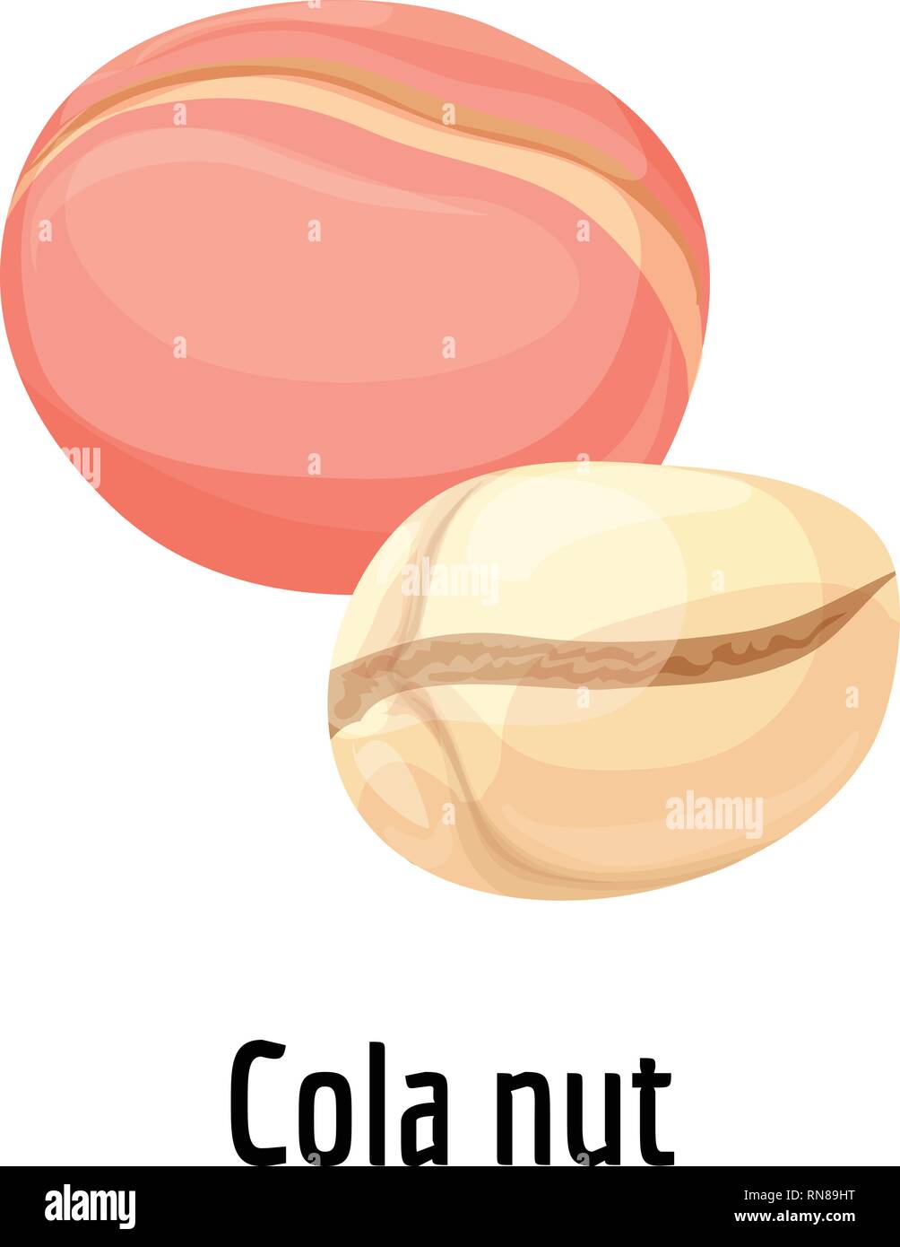 Cola nut icon. Cartoon of cola nut vector icon for web design isolated ...