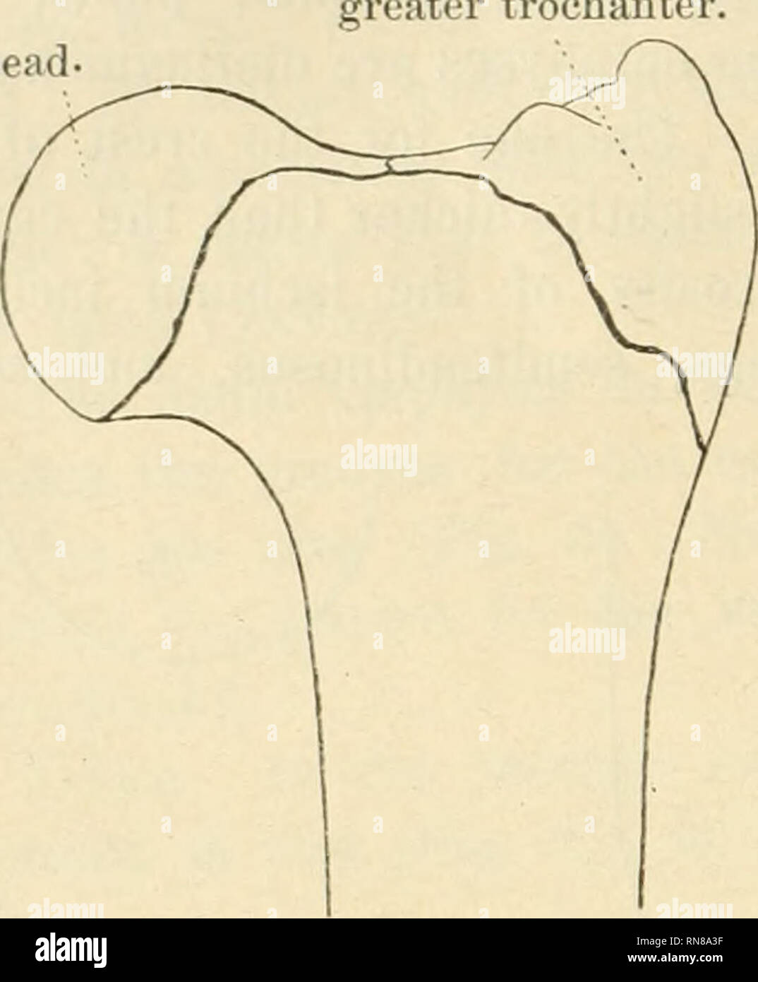 Lesser trochanter hi-res stock photography and images - Alamy