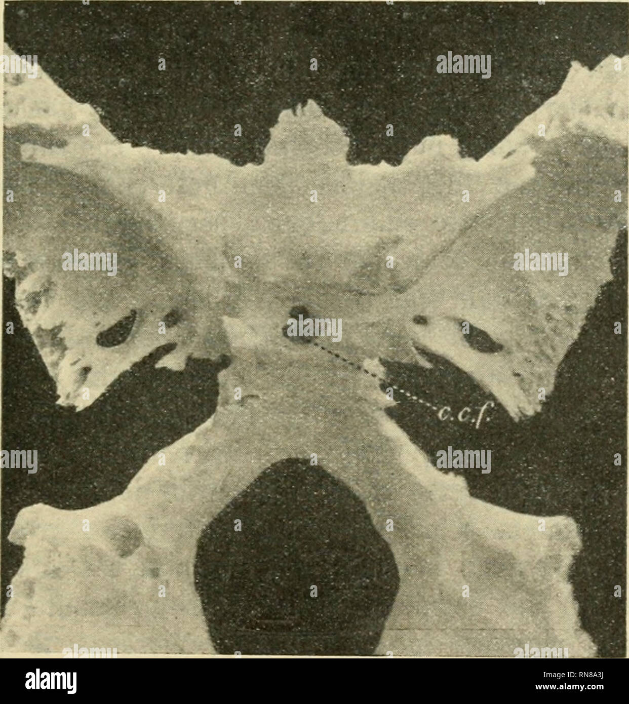 Cresta della sella hi-res stock photography and images - Alamy