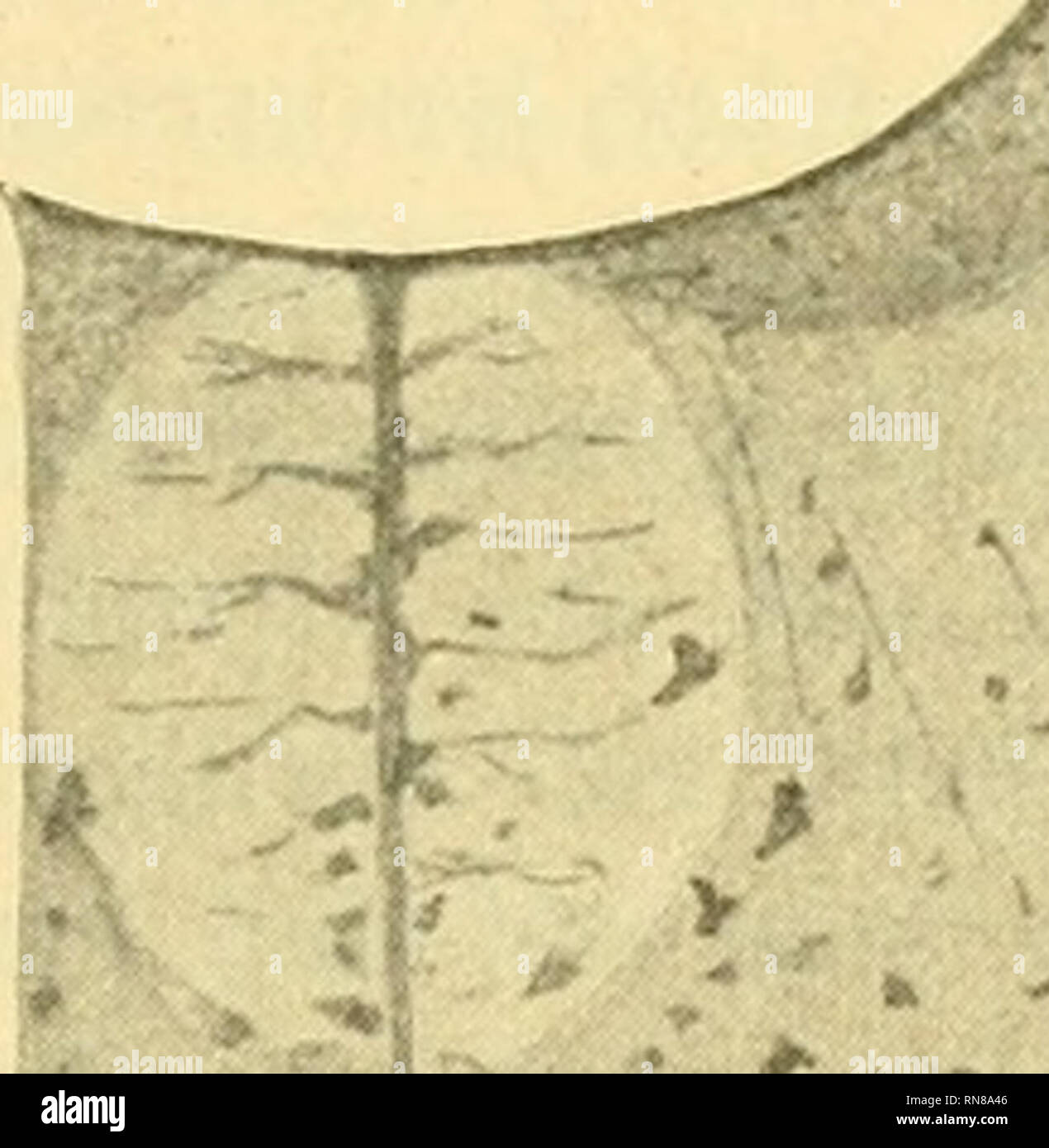 Formatio Reticularis High Resolution Stock Photography and Images - Alamy