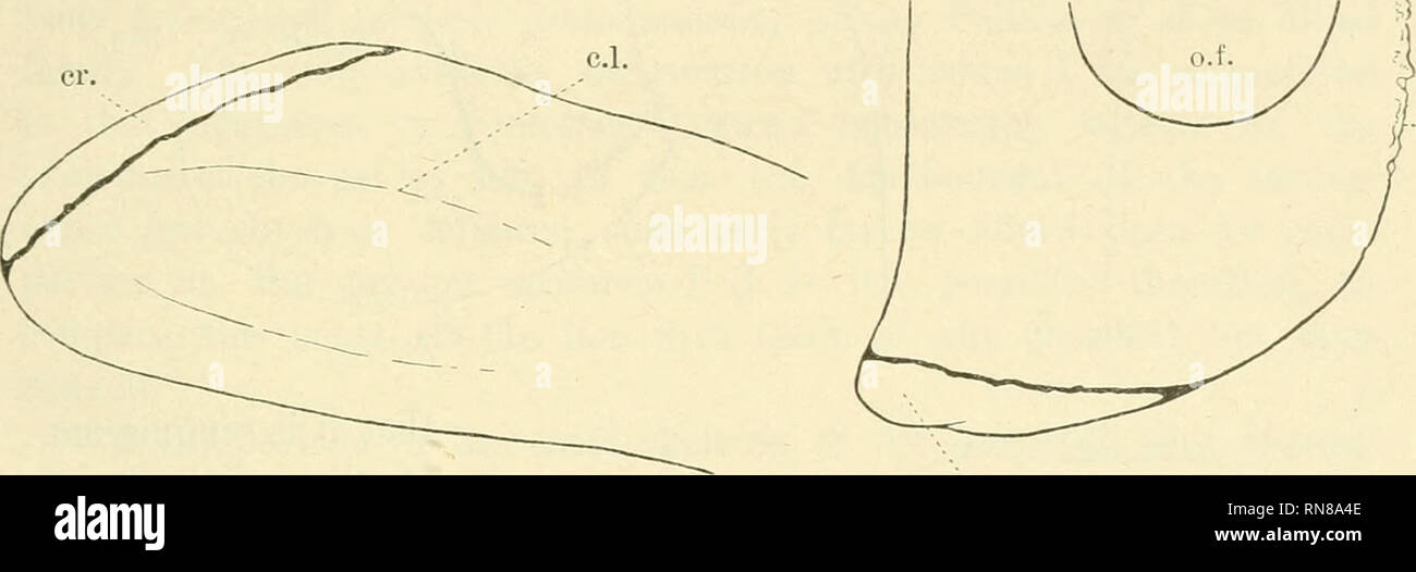 Innominate bone hi-res stock photography and images - Alamy