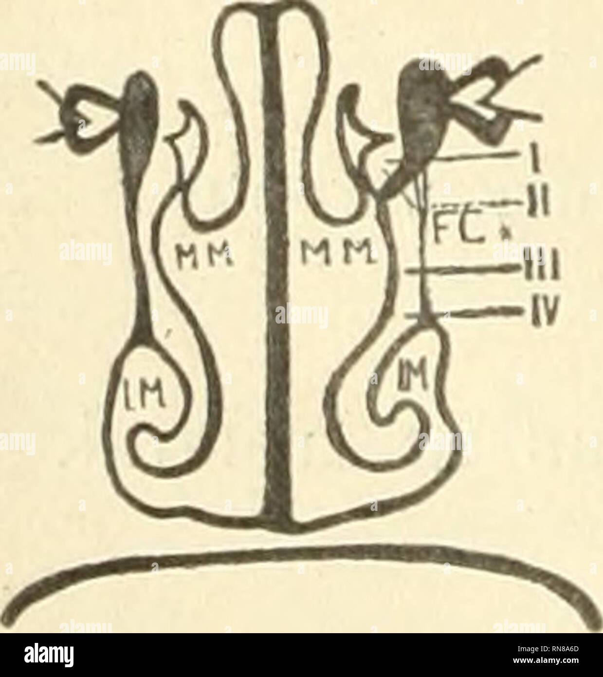 Short nasal notes hi-res stock photography and images - Alamy
