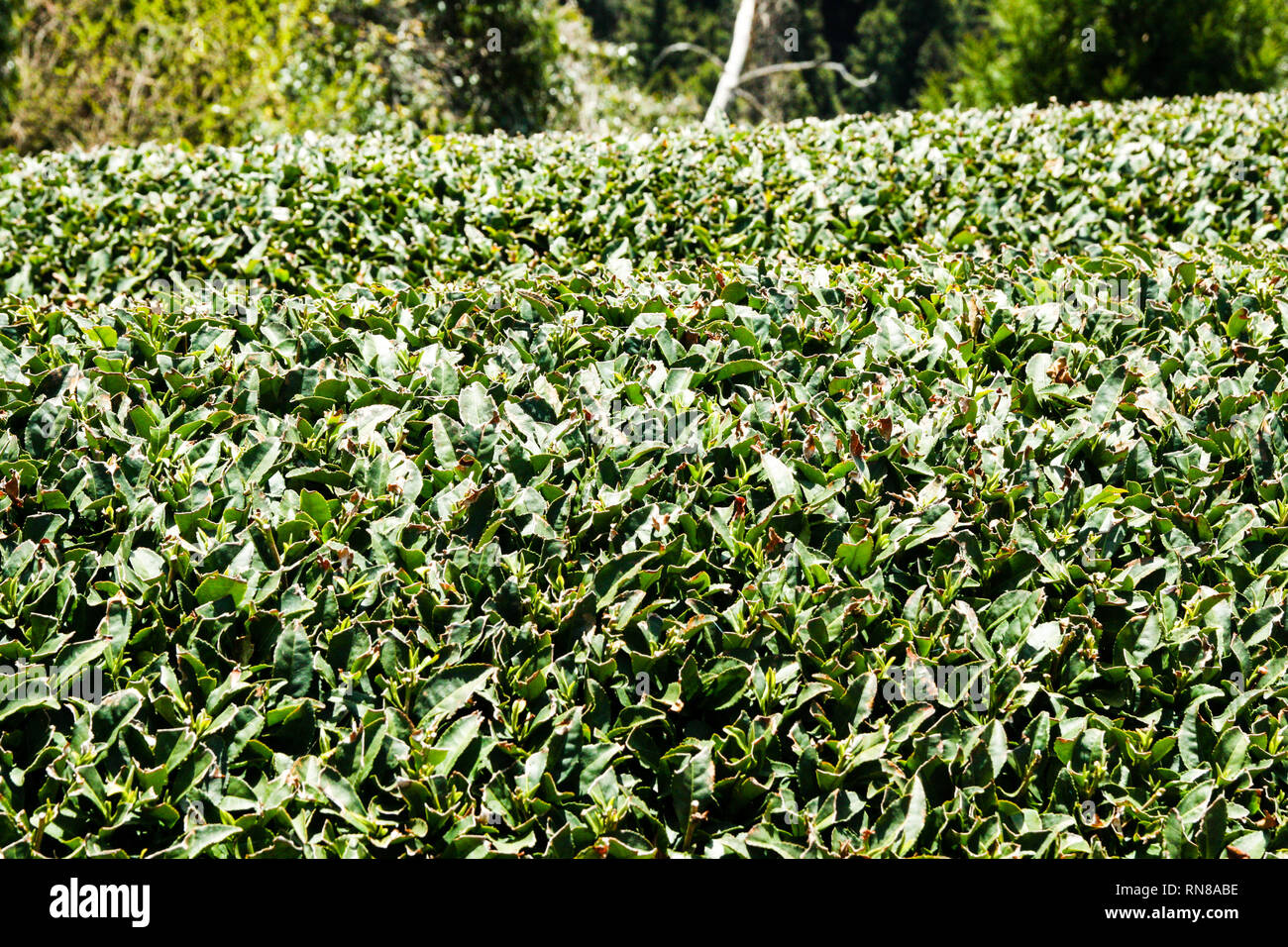 Tea bushes Japan Stock Photo - Alamy
