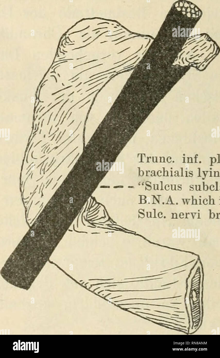 . Anatomischer Anzeiger. Anatomy, Comparative; Anatomy, Comparative ...