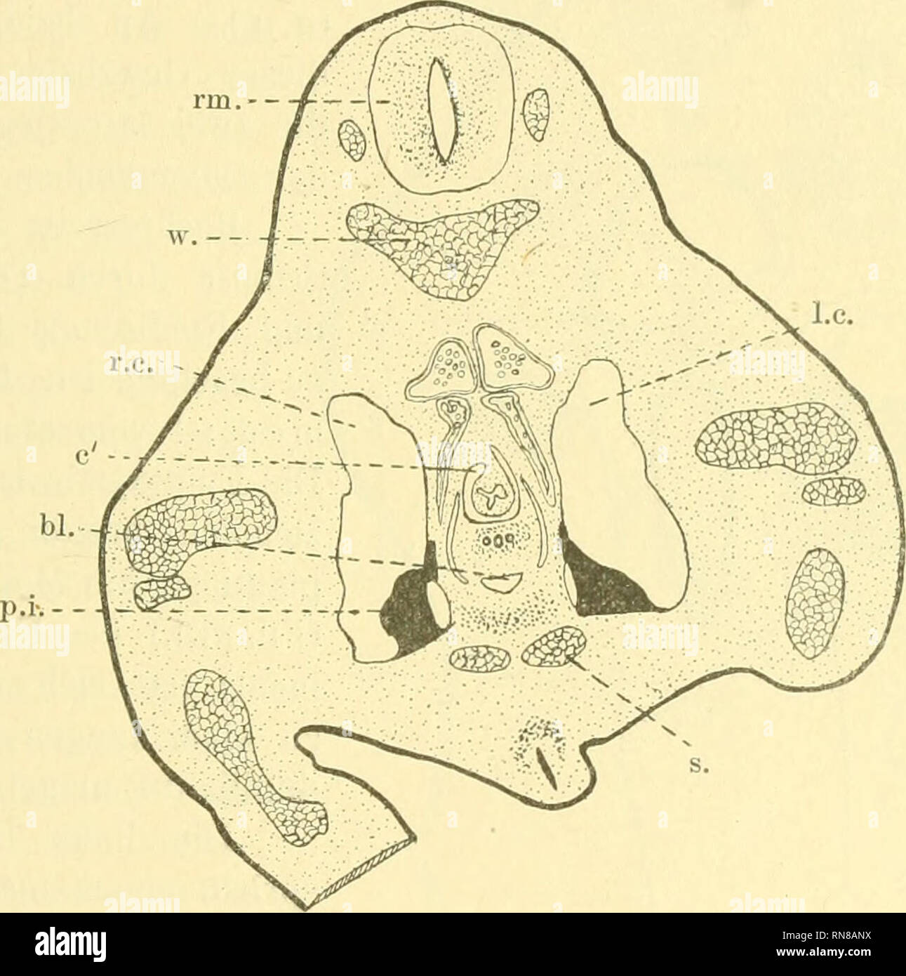 . Anatomischer Anzeiger. Anatomy, Comparative; Anatomy, Comparative ...