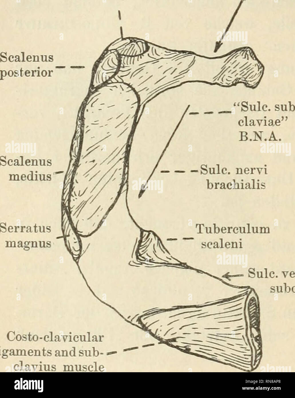 . Anatomischer Anzeiger. Anatomy, Comparative; Anatomy, Comparative. 26 ...