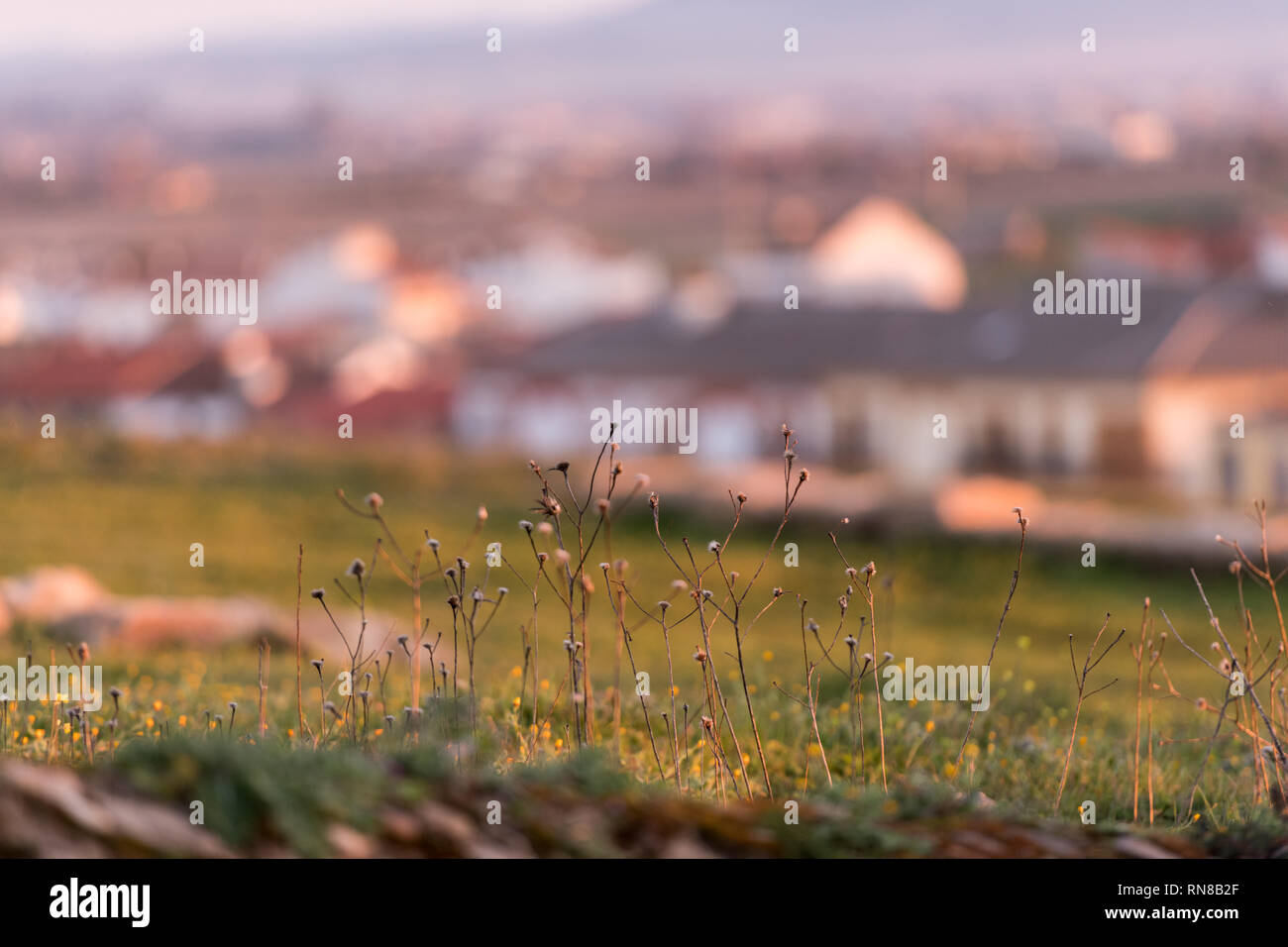 Dry bushes growing in hi-res stock photography and images - Alamy